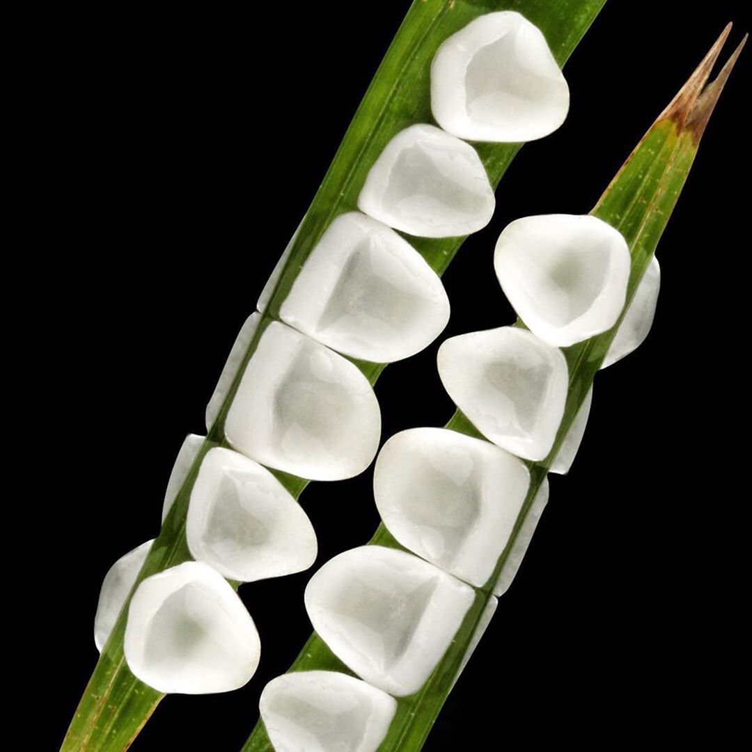 Cercon – Nha Khoa BeDental