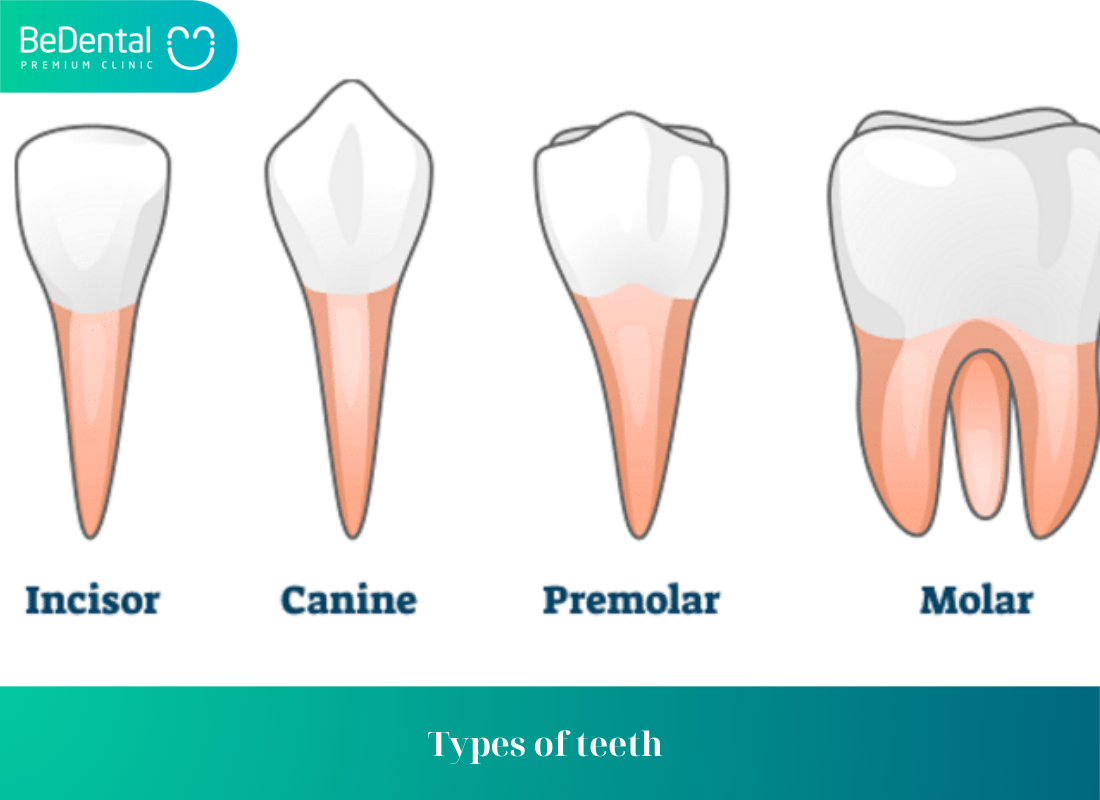 Different types of human teeth & their functions – Nha Khoa BeDental